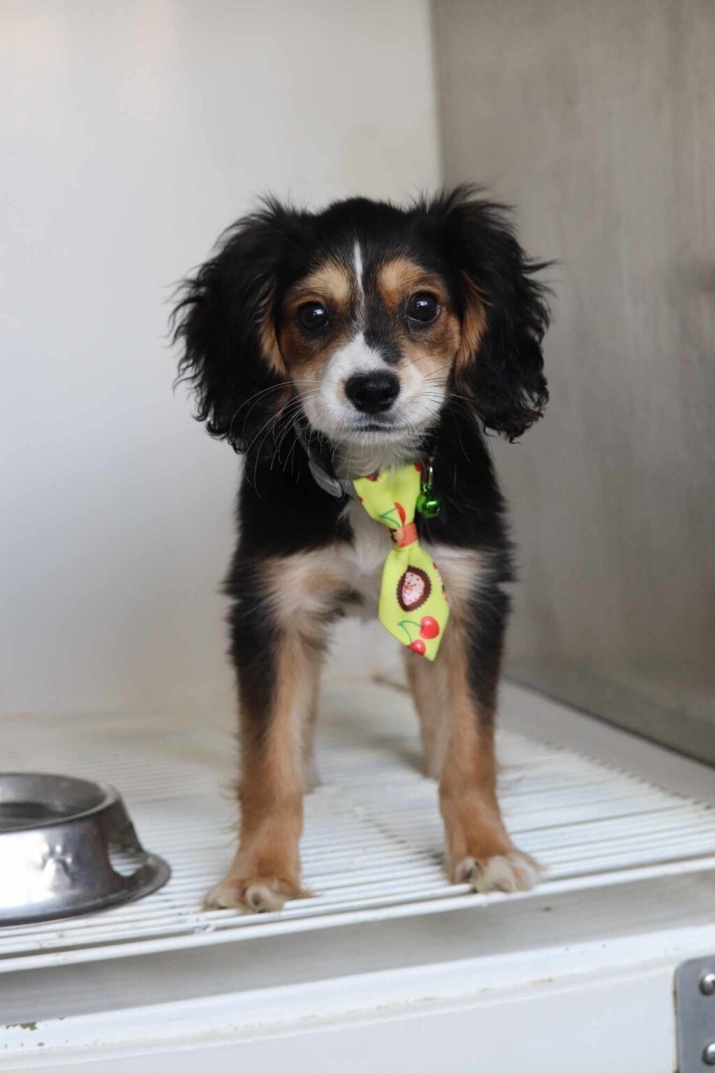 GlücksFellchen – Fellnasen e. V.