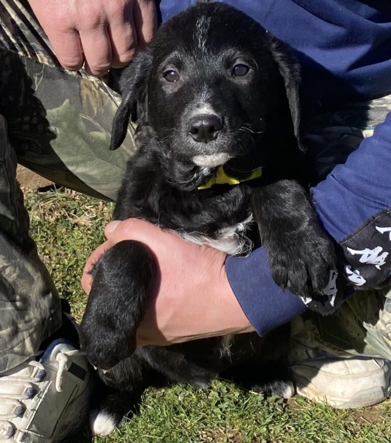 GlücksFellchen – Fellnasen e. V.